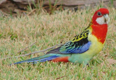 Parrots Lovers: ROSELLA SPECIES